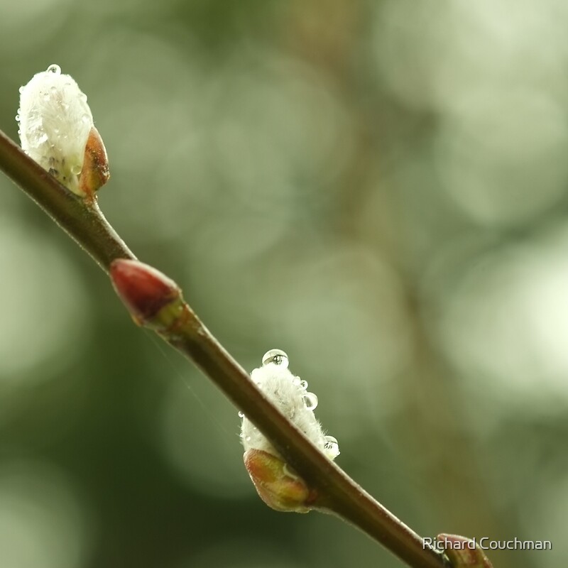 "" Conduits Of Spring "" by Richard Couchman | Redbubble