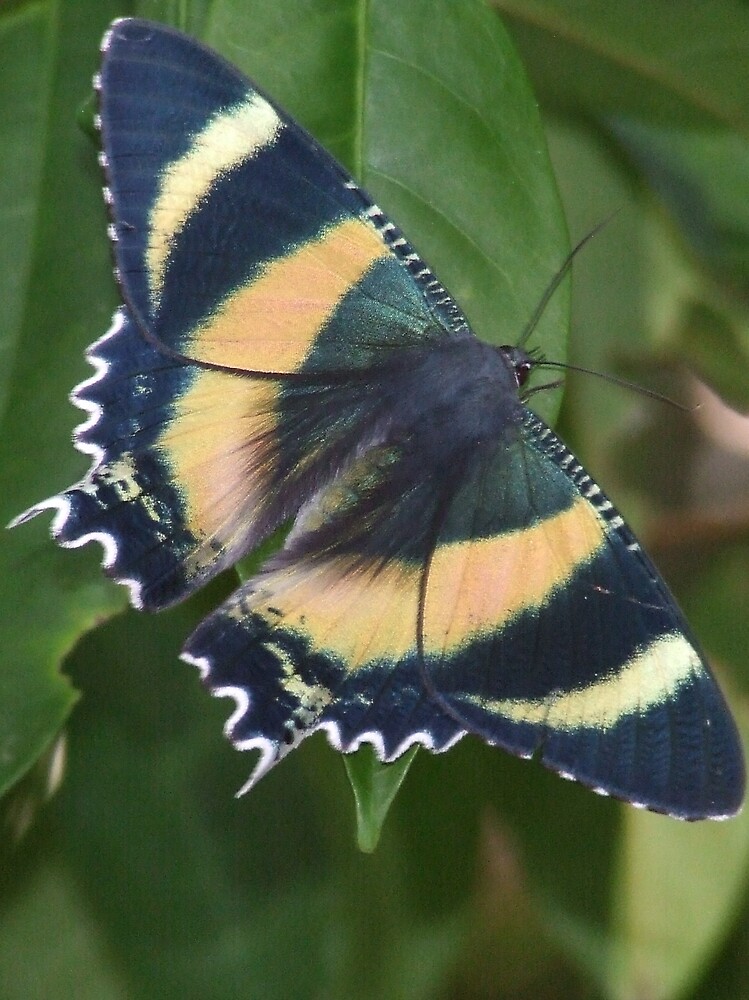 "zodiac moth" by jeroenvanveen | Redbubble
