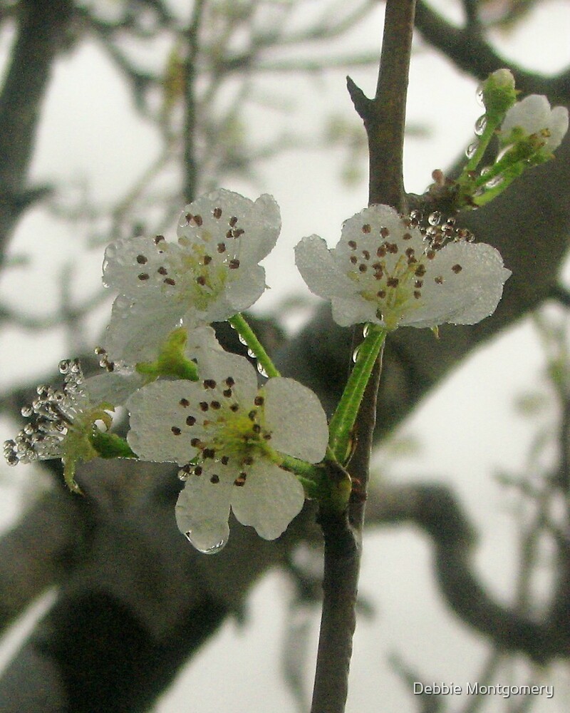 "The Bruce Plum Tree on a spring morning" by Debbie Montgomery | Redbubble