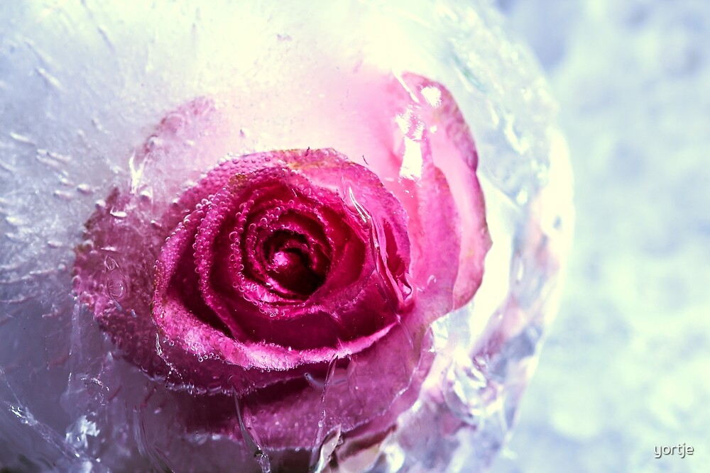 "frozen love, rose in ice" by yortje | Redbubble