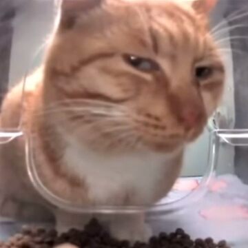 "Silly Side Eye Cat" Sticker for Sale by 44MORS | Redbubble