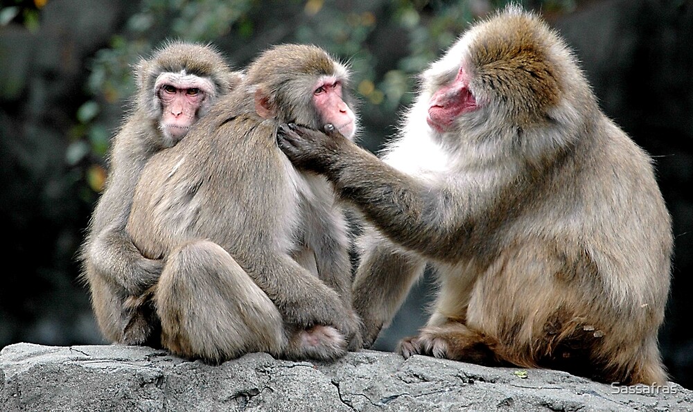 "Shush now,...it's over" by Sassafras | Redbubble