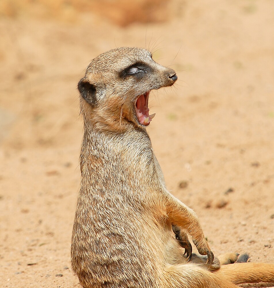 "Mad Meerkat" by Nathan T | Redbubble