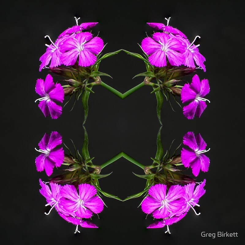 "Reflections" by Greg Birkett | Redbubble