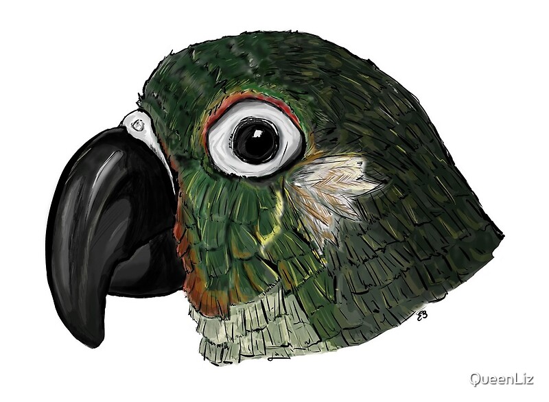 "Conure Face" by QueenLiz | Redbubble