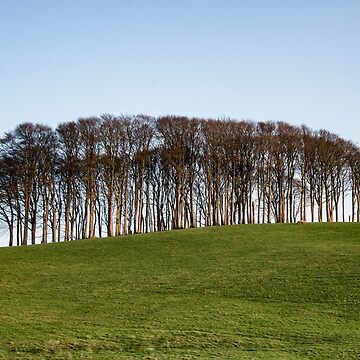 "Nearly Home Trees, Coming home trees, Cornwall trees,welcome to ...