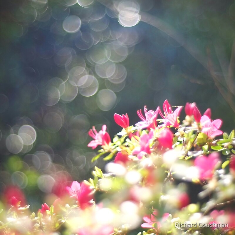 "" Surreal Fragrant Dream "" by Richard Couchman | Redbubble