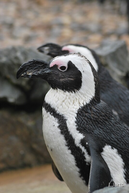 "Banded Penguin " by LJarts | Redbubble