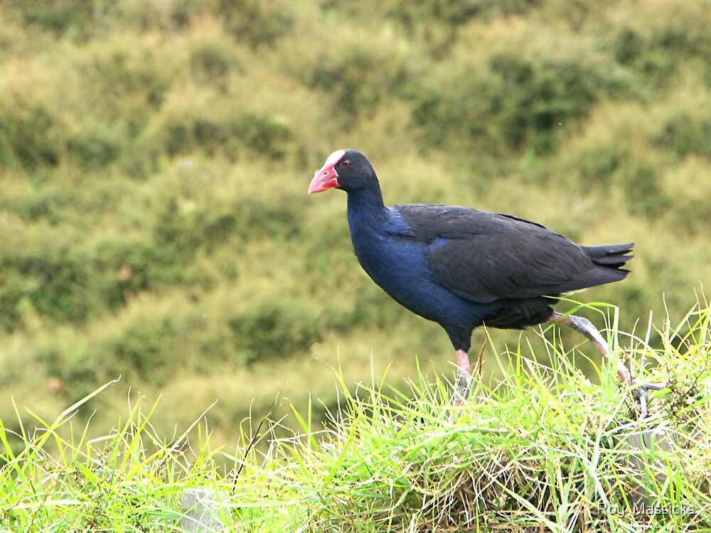 "Pukeko on the run......!!!" by Roy Massicks | Redbubble