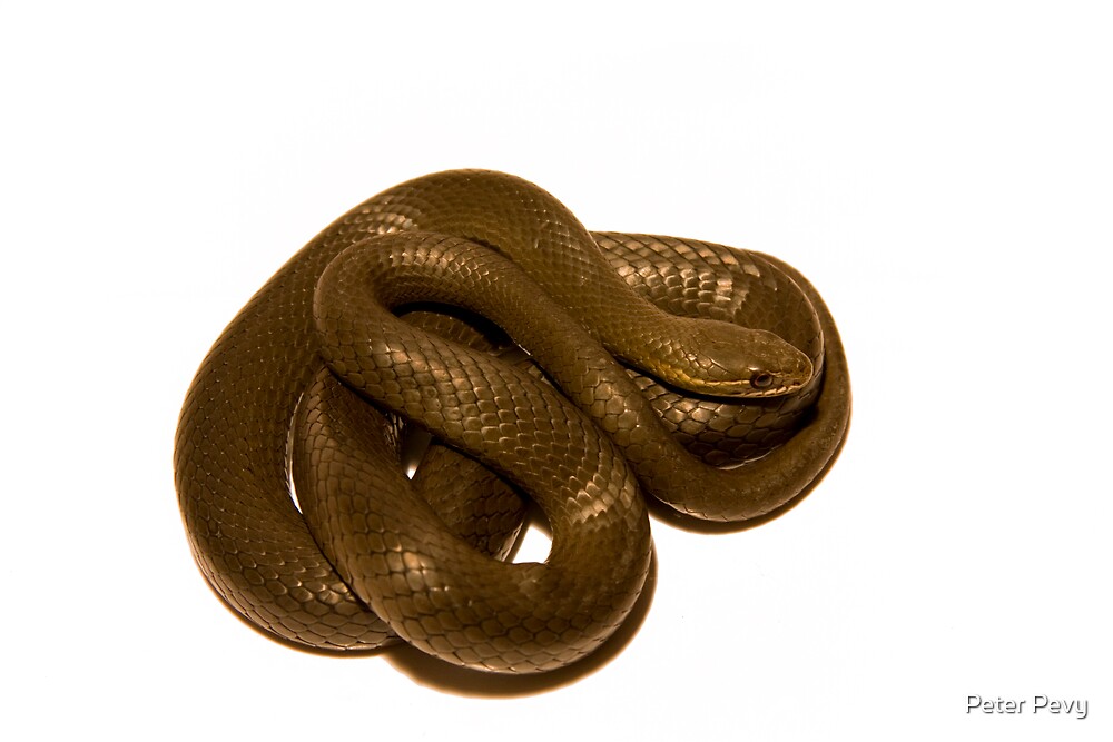 "Swamp Snake" by Peter Pevy | Redbubble