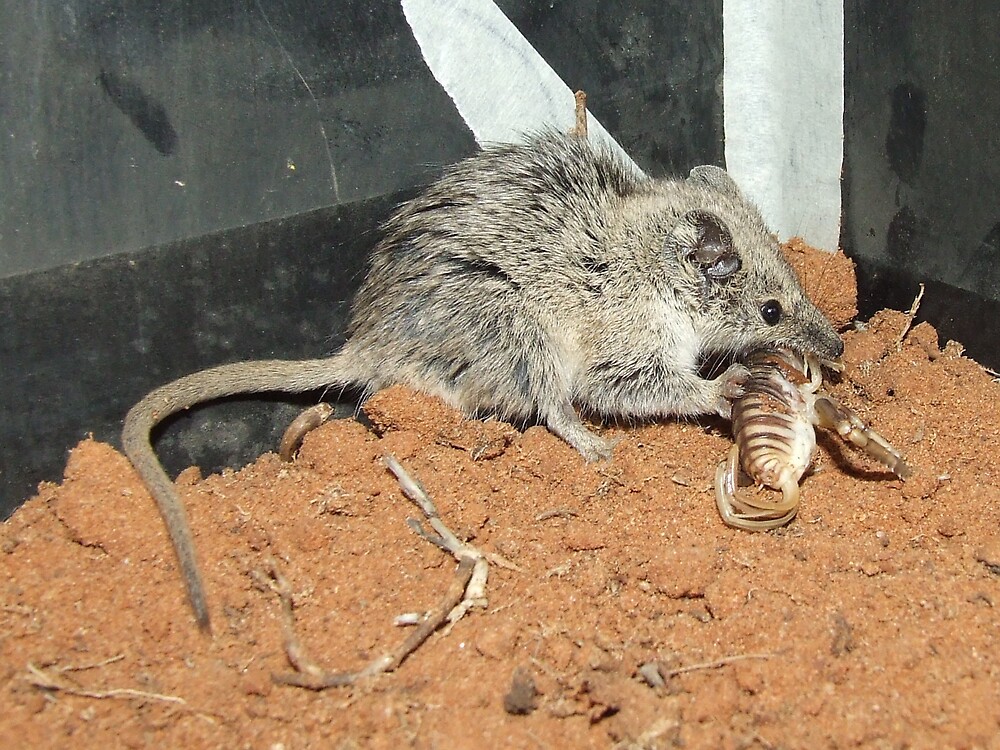 "paucident planigale" by jeroenvanveen | Redbubble