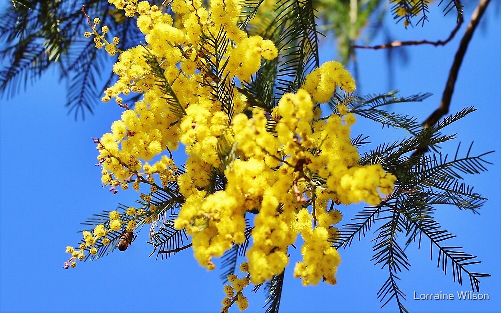 "Australian Acacia / Wattle Tree" by Lorraine Wilson | Redbubble