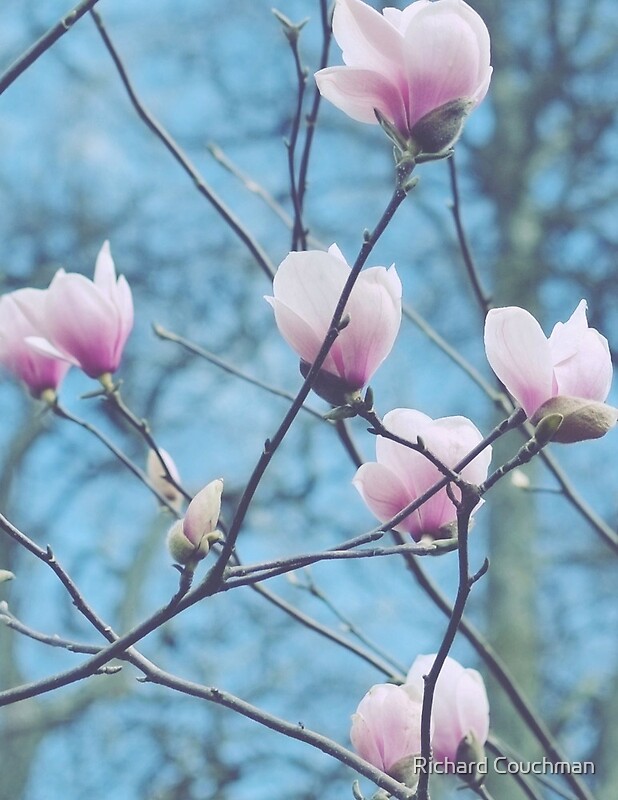 "" Magnolia Sky "" by Richard Couchman | Redbubble