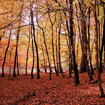 "Frithsden Beeches, Ashridge." Greeting Card for Sale by Geoff Spivey ...