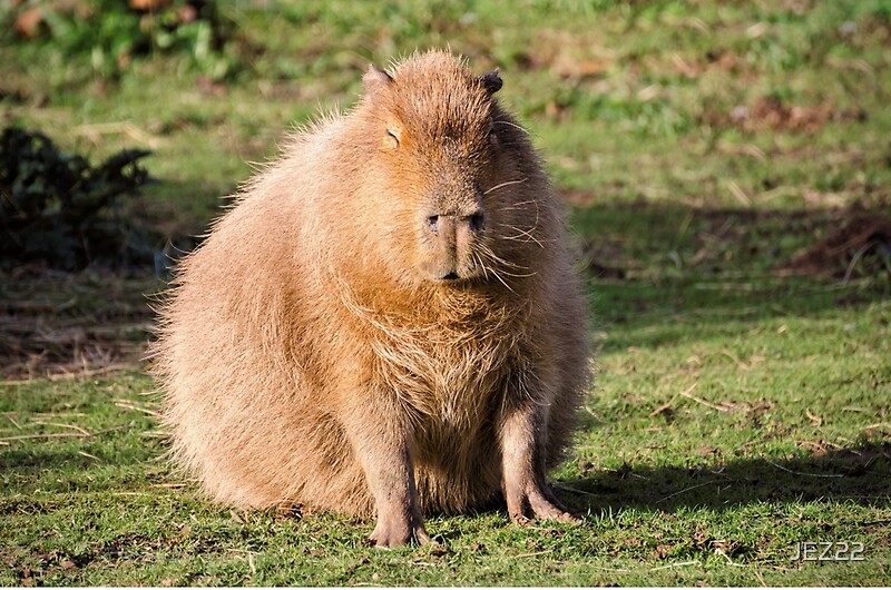 "Capybara stare" by JEZ22 | Redbubble