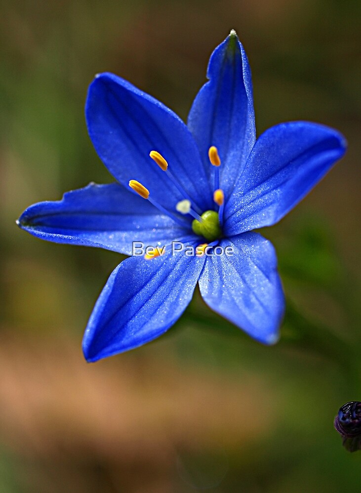 "Blue Star Lily (Thelionema grande)" by Bev Pascoe | Redbubble