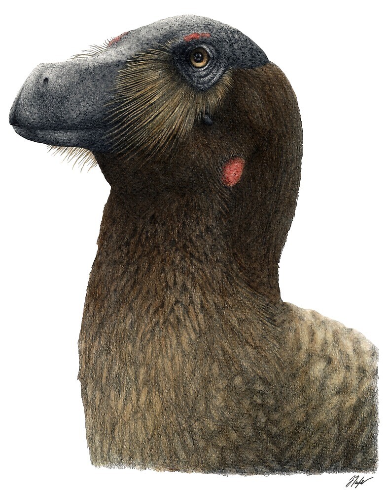 "Linheraptor" by JedTaylor | Redbubble