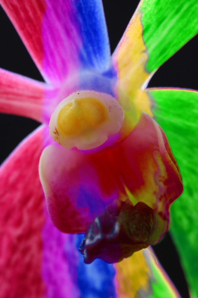 "Rainbow Orchid" by chrispua | Redbubble