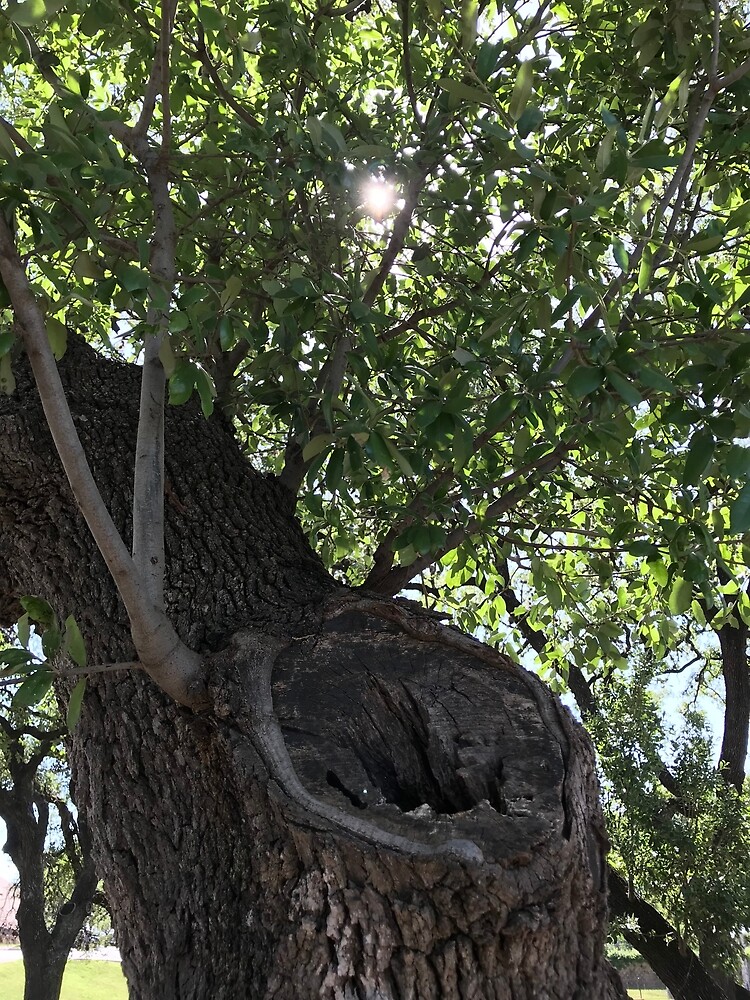 "tree within tree" by RickCNB | Redbubble