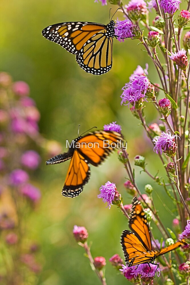 "light flight" by Manon Boily | Redbubble