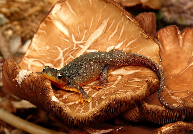 "poisonous and protected...rough skinned newt" by VickiOBrien | Redbubble