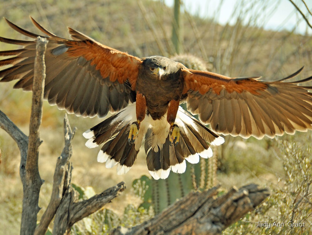 "Wing Span Harris Hawk " by Judy Ann Grant | Redbubble