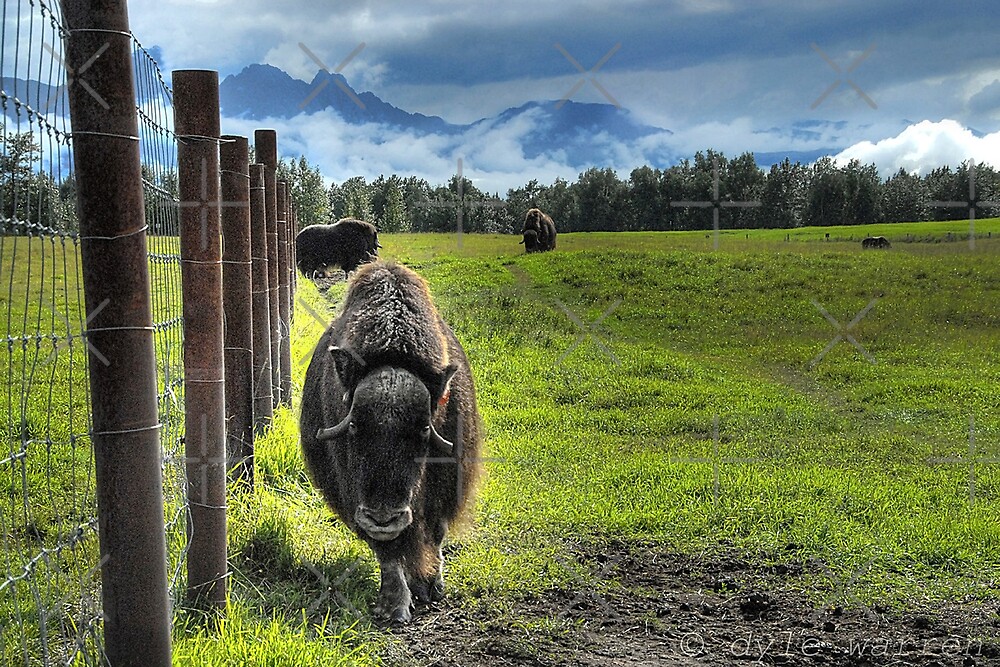 "Musk Ox Farm - Palmer, Alaska " by Dyle Warren | Redbubble