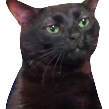 "Disappointment Black Cat Meme" Sticker for Sale by trashcatkrew ...