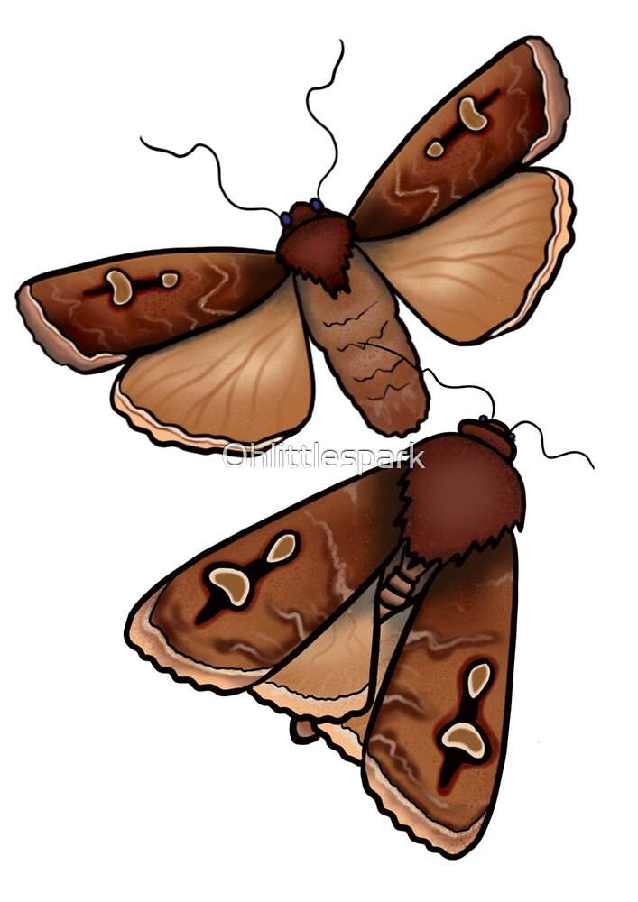 "Bogong Moths" by Ohlittlespark | Redbubble