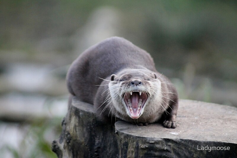 "Say AHHHHHHHH" by Ladymoose | Redbubble