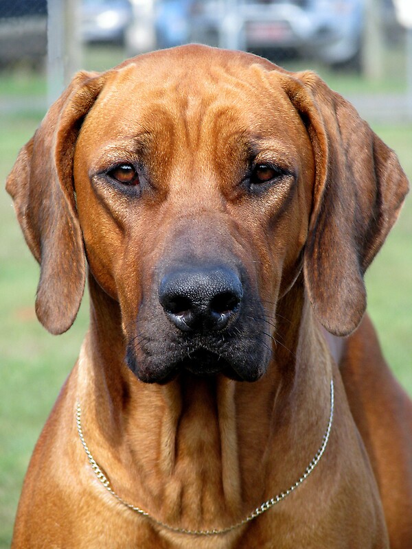 "Rhodesian Ridgeback" by Robert Jenner | Redbubble