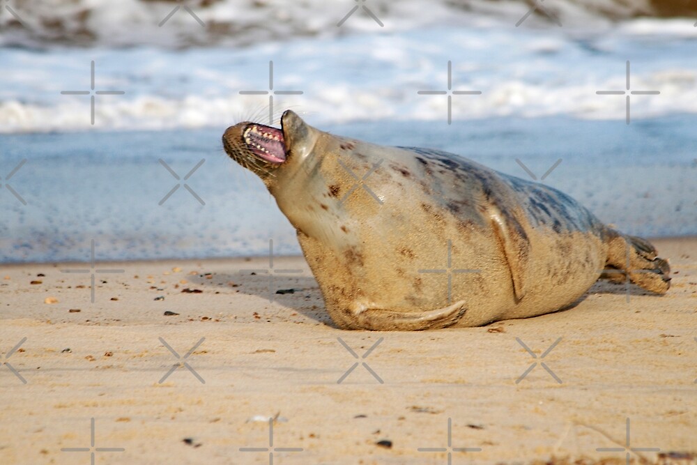 "The Laughing Seal" by MyriadLifePhoto | Redbubble