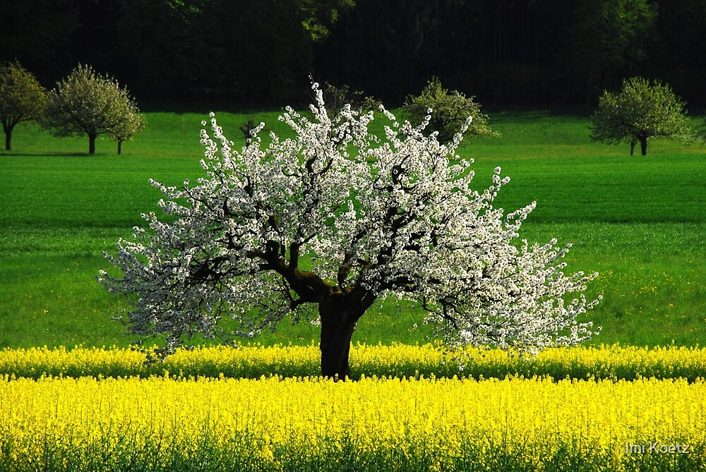 "Apple Tree in Spring.....Switzerland" by Imi Koetz | Redbubble