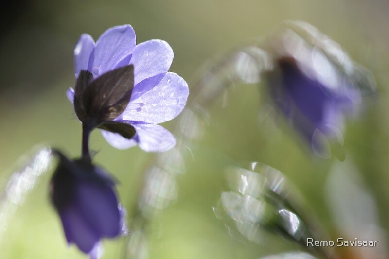 "Wild Hepatica flower" by Remo Savisaar | Redbubble