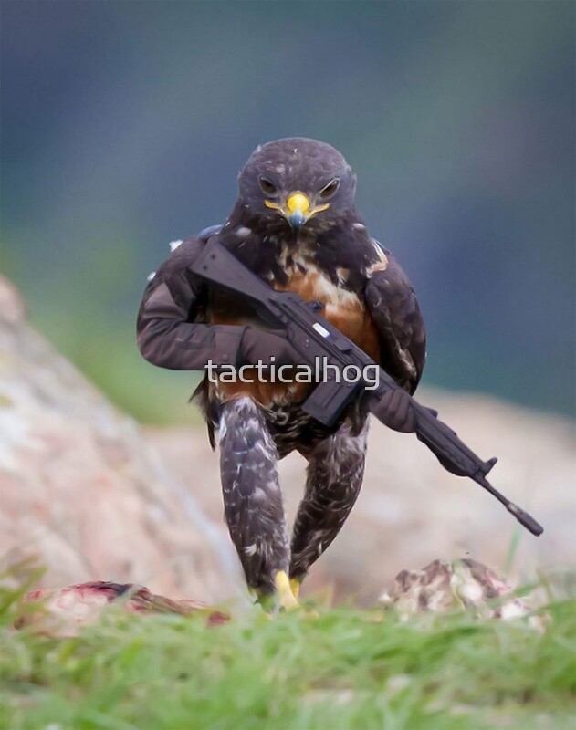 Bird soldier : r/birdswitharms
