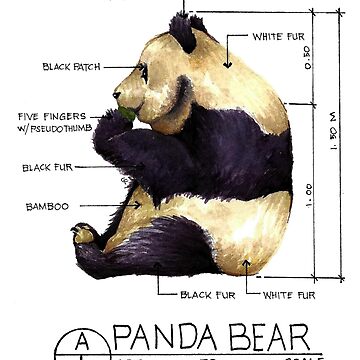 "Anatomy of a Panda" Art Board Print for Sale by camserese | Redbubble
