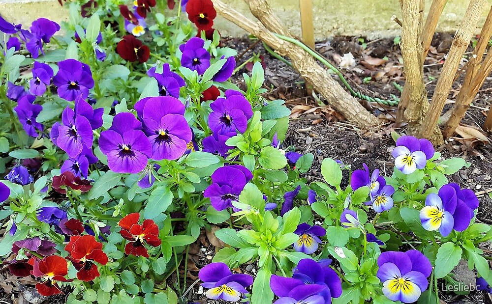 "Pansy Garden" by Lesliebc | Redbubble