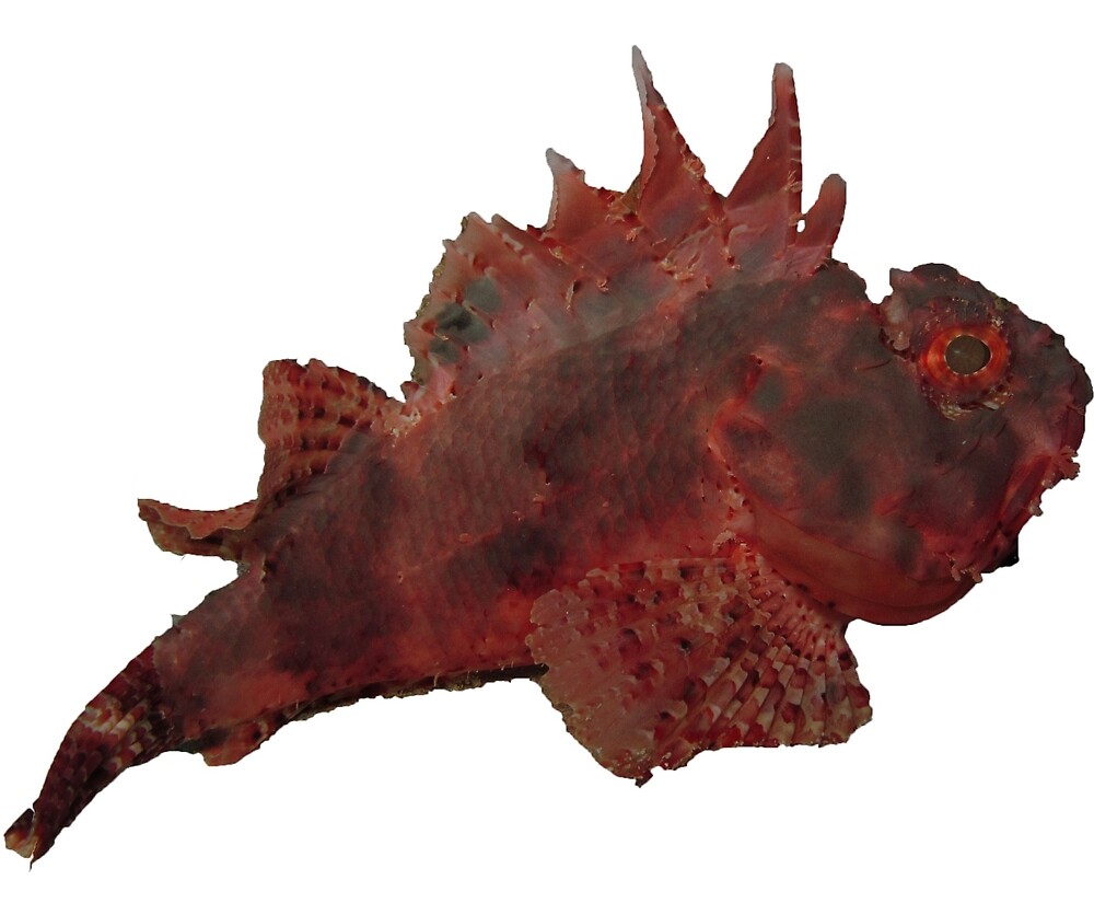 "Unique Red Fish Underwater Marinelife " by oceanimaging | Redbubble