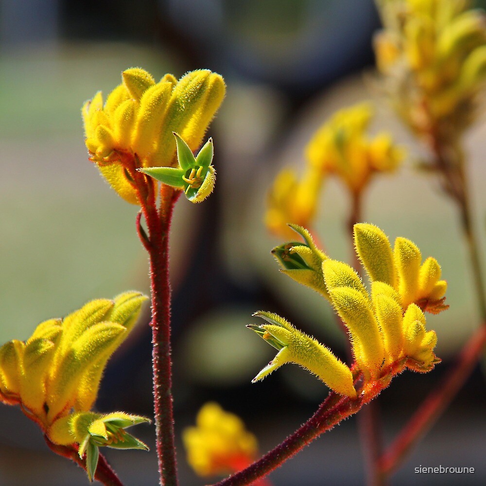 "Yellow Kangaroo Paw" by sienebrowne | Redbubble