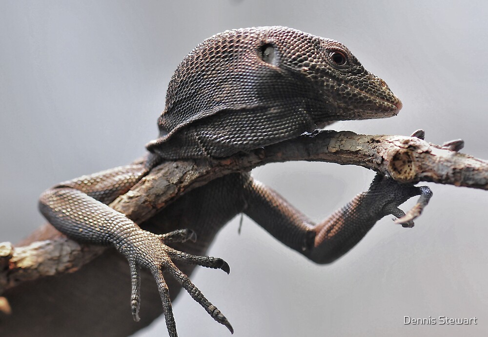 "Black Tree Monitor" by Dennis Stewart | Redbubble