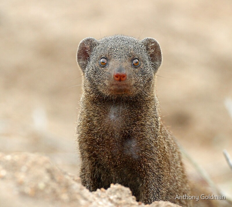 "Dwarf mongoose (Who are you ?)" by Anthony Goldman | Redbubble