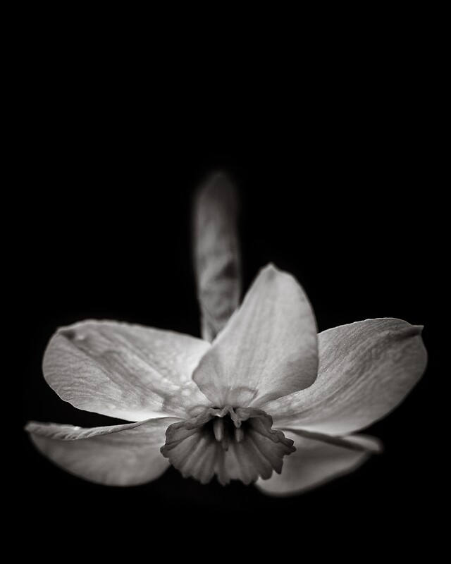 "A commiserative moment in the monochrome garden." by alan shapiro ...