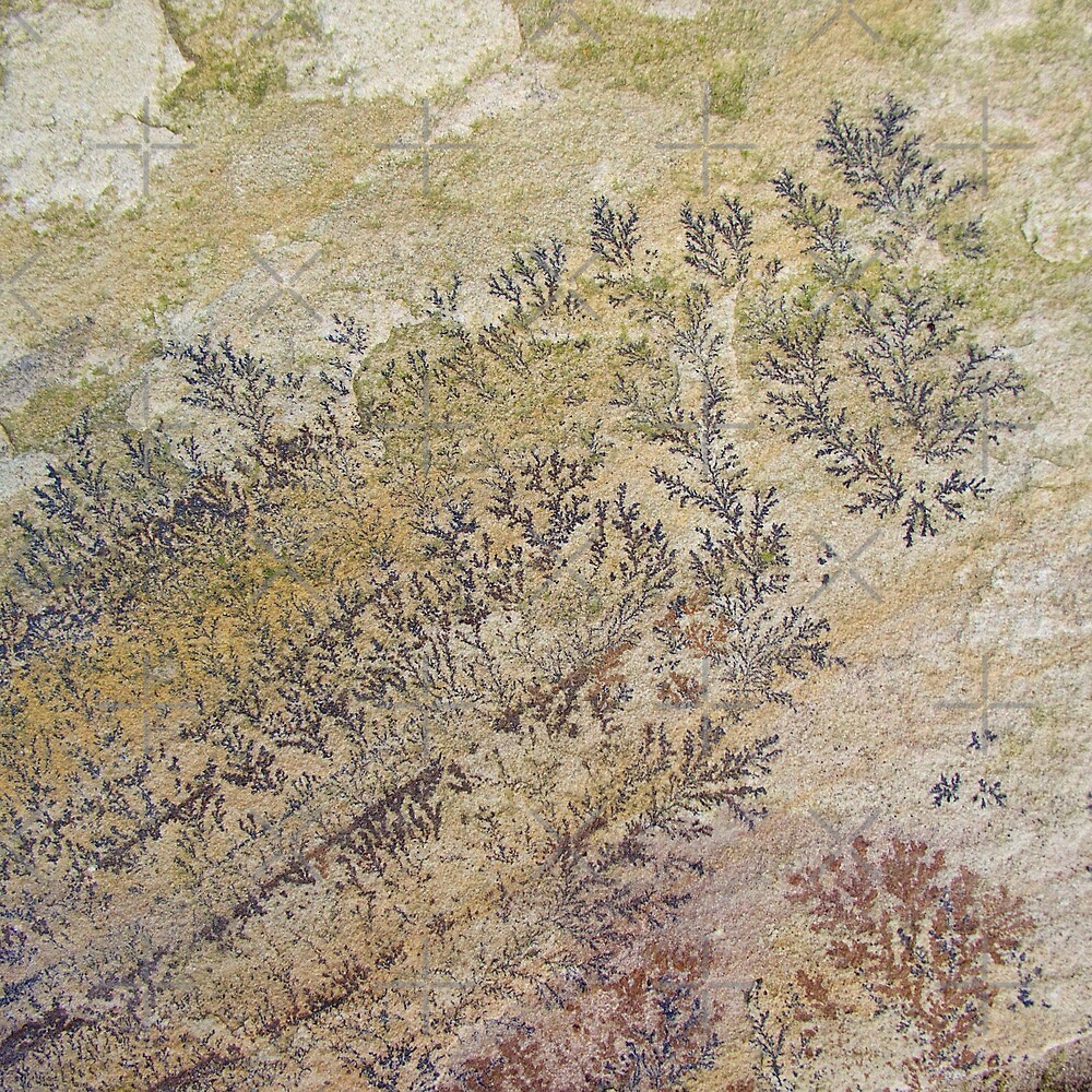 "Sandstone Fossil" by MyriadLifePhoto | Redbubble