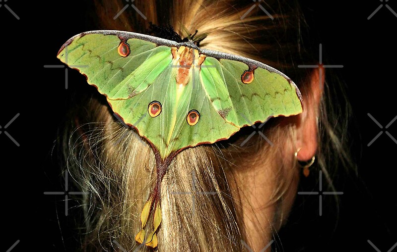 "LUNAR/MOON MOTH– Argema mimosae" by Magriet Meintjes | Redbubble