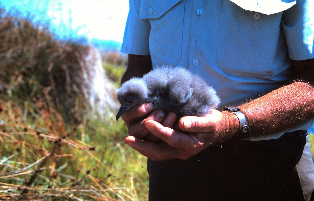 "Baby Mutton Bird" by georgieboy98 | Redbubble