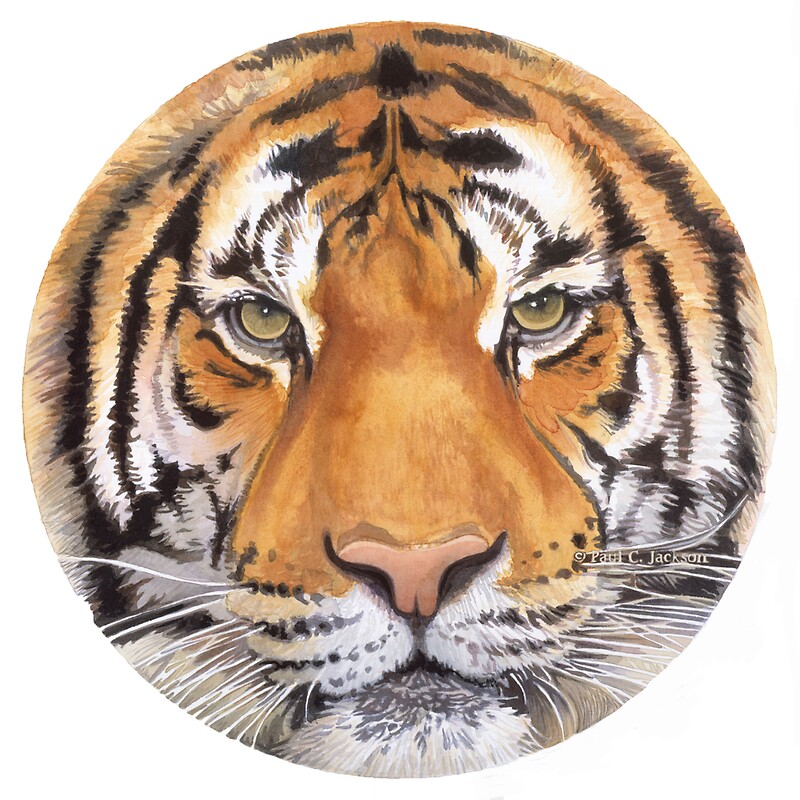 ""Tiger Spot" Wildlife Watercolor" by Paul Jackson | Redbubble