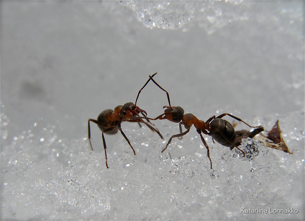 "Dancing Ants" by Katariina Lonnakko | Redbubble