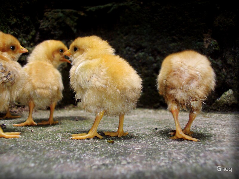 "Sisiw" by Gnoq | Redbubble