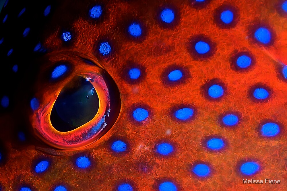 "Coral Trout Eye" by Melissa Fiene | Redbubble