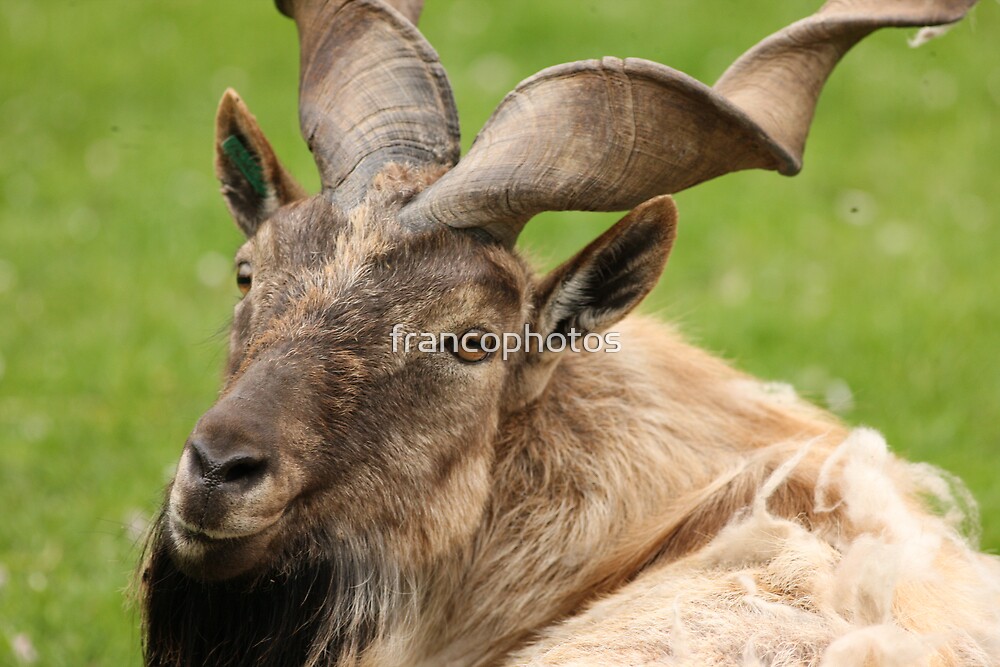 "Markhor Goat" by francophotos | Redbubble